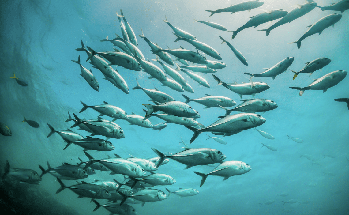 Schools of fish make a home in OTML’s Fly River - PNG Mining